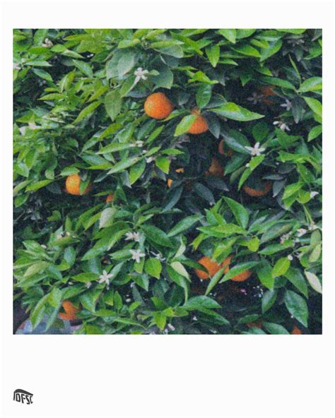 Diy Citrus Vinegar Infused Cleaner