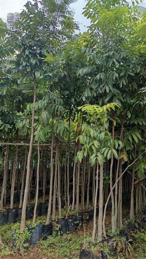 Mahogany Tree Thickness 3 Inch At ₹ 2500 Piece In Bengaluru Id