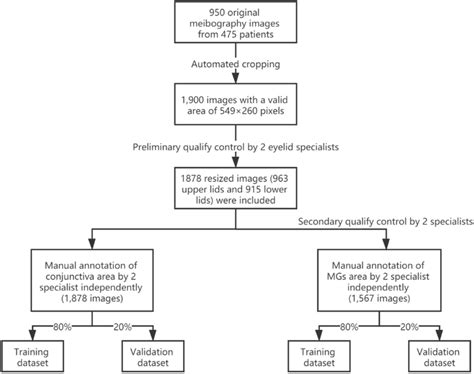 Workflow Of Image Obtaining Pre Processing Annotating And Dataset