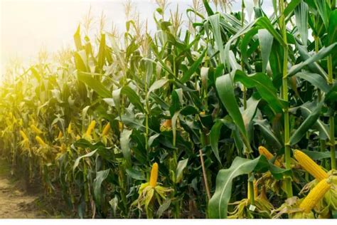 When To Plant Corn In Texas