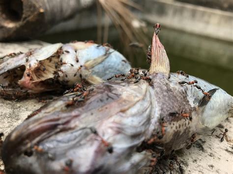 Premium Photo Close Up Of Insects On Dead Fish