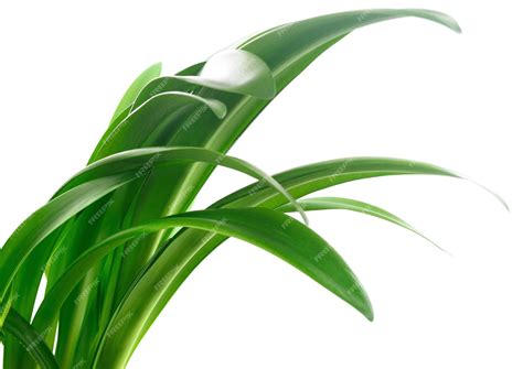 Premium Photo Green Grass Leaves