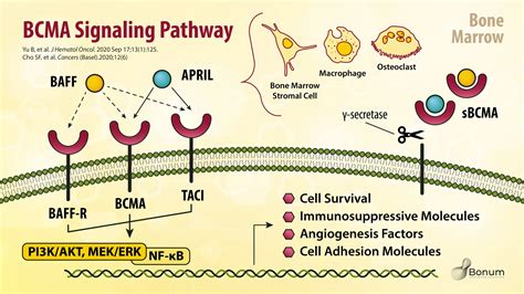 Bonum Ce — Current Activities