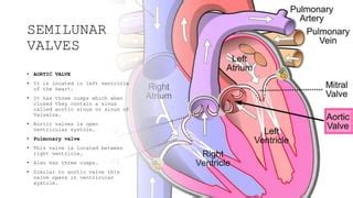 Anatomy Of Heart Cardiovascular System Pptx