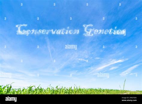 Conservation Genetics Studying Genetic Diversity To Aid In The