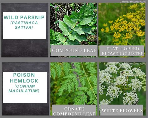 Wild Parsnip Guide To Identification Treatment And Control Growit