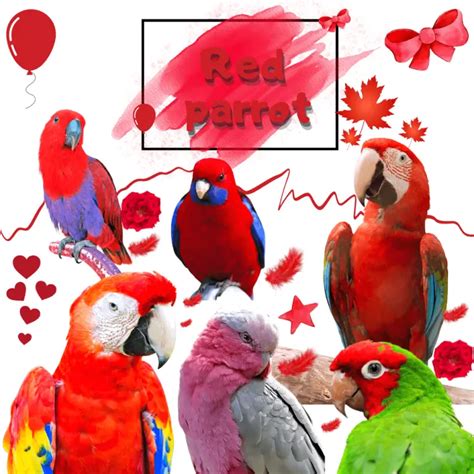 Red Parrot Different Types Of Red Parrots With Pictures