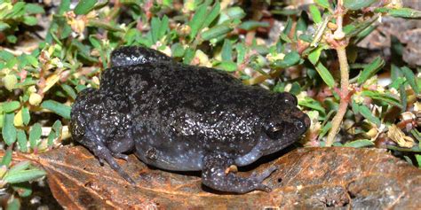 Image Eastern Narrow Mouth Toad Gastrophryne Carolinensis Liberty