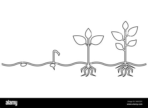 Dessin Continu Dune Ligne Des Stades De Croissance Des Plantes Et
