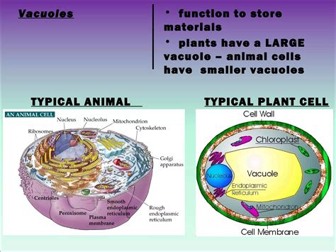 Cell Organelle Powerpoint Presentation Ppt