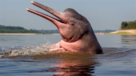 Amazon River Dolphin Facts Pictures And Information Discover An Amazing