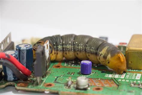 Computer Worm Stock Photo Image Of Letters Faded Keys 75222