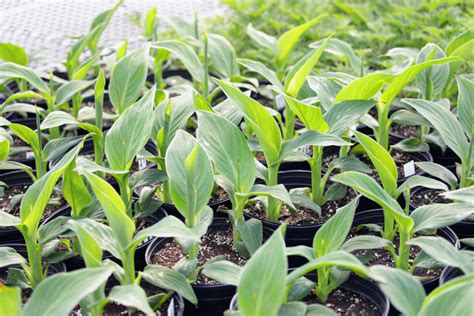 ᐅ Canna - die richtige Pflanzzeit im Garten und bei Vorkultur