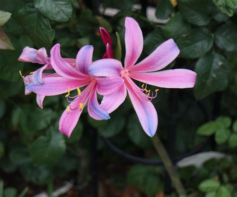 リコリス バラと可愛い花たち 楽天ブログ