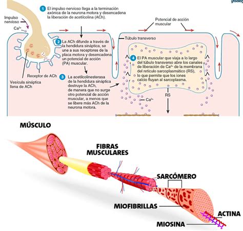 Diagrama De Contracción Muscular Quizlet