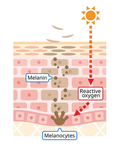 Infographic Illustration Of Difference Between UVA And UVB Rays UV Penetration Into Human Skin