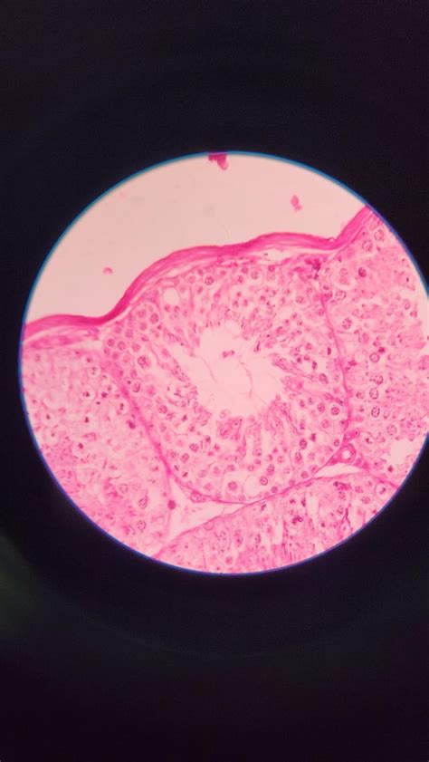 Testis Hande Rhistology