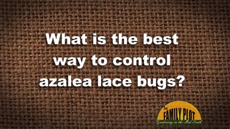 Qanda What Is The Best Way To Control Azalea Lace Bugs Youtube