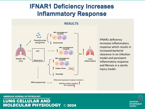 Anti Inflammatory Roles Of Type I Interferon Signaling In The Lung American Journal Of