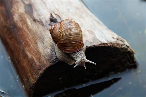 Snail Shell Mollusk Free Photo On Pixabay Pixabay