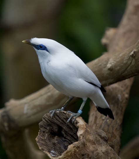Gambar Burung Jalak Bali Eksotis Nan Menawan Om Kicau