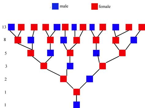 The Fibonacci Code Millennium Education