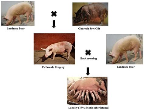 Weight Prediction Of Landlly Pigs From Morphometric Traits In Different