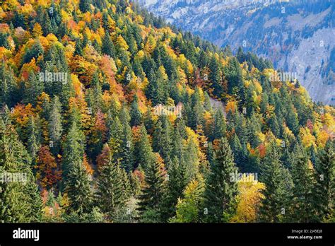 Le Grand Bornand French Alps Central Eastern France Forest