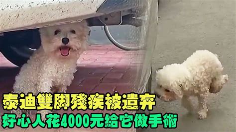 泰迪犬雙腳殘疾被遺棄，倒立行走流浪，好心人花4千元給它做手術 Youtube