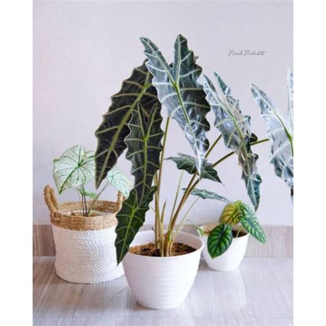 Jual Tanaman Hias Keladi Alocasia Amazon Keladi Tengkorak Shopee