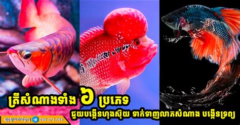 ត្រី ៦ ប្រភេទ ជួយបង្កើនហុងស៊ុយ ទាក់ទាញលាភសំណាង បង្កើនទ្រព្យ និងបន្ថែមសុភមង្គលក្នុងគ្រួសារ