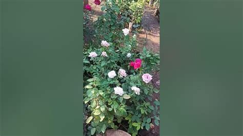 Roj Flowers Nursary లో చాలా రకాలు ఉన్నాయ్ అందంగా 🌹🌹 Youtubeshorts Telugufood Youtube