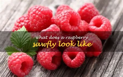 What Does A Raspberry Sawfly Look Like Shuncy