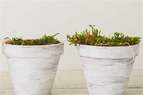 Mudah Dan Murah DIY Pot Bunga Minimalis Dari Semen