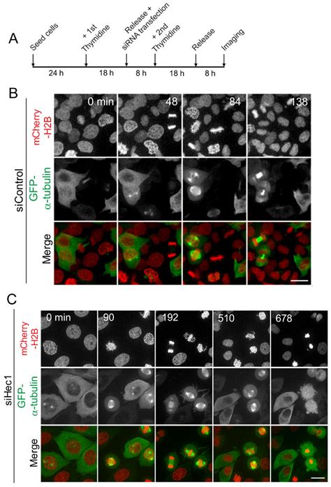 Analysis Of Mitotic Progression By Live Cell Imaging In Synchronized Download Scientific