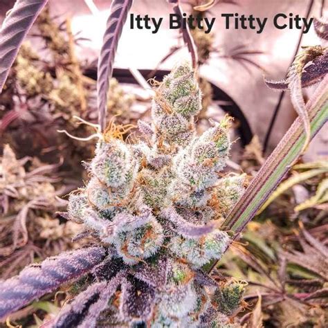 Dino Party Chucking Co Itty Bitty Titty City 8 Fem Seeds Great
