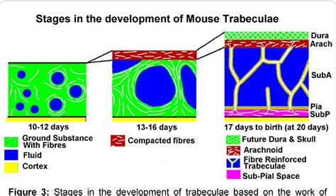 Arachnoid Trabeculae