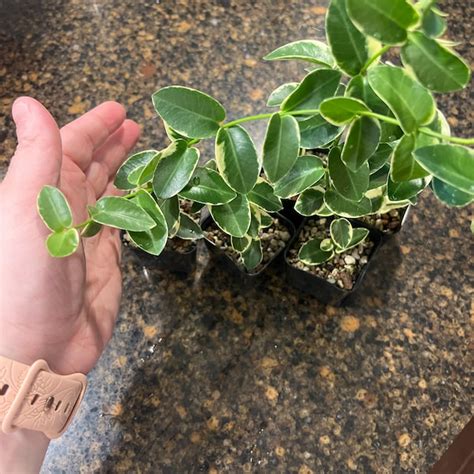 Hoya Mathilde Inner Variegated 2 Inch Exact Plant Free Live