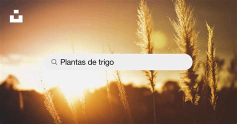 Imágenes De Plantas De Trigo Descarga Imágenes Gratuitas En Unsplash