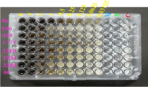 E Micro Broth Dilution Method Antibacterial Activity Against Rows Top
