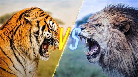 Tiger Vs Lion Remake By Mohamme On Deviantart