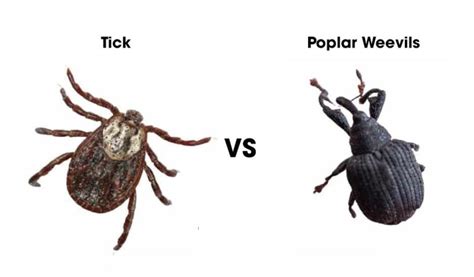 20 Bugs That Look Like Ticks Pictures And Identification