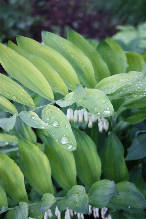 Jlbg Polygonatum Odoratum Aureum