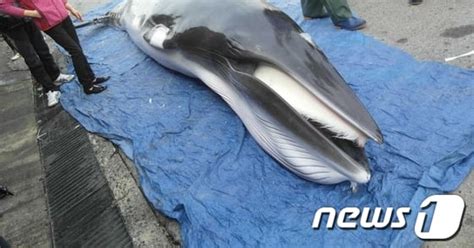 신안서 바다의 로또 밍크고래 그물에 걸려