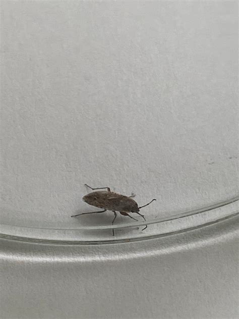 Tiny Dark Grayish Brownish Bug Colorado R Whatisthisbug