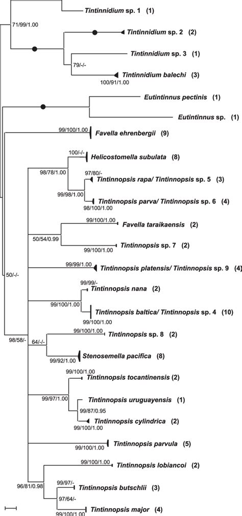 distance tree based on large subunit rdna lsu in brackets is shown