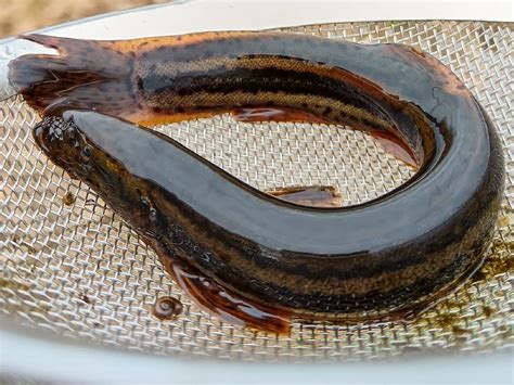 Saugomos Rūšys Lietuvos Raudonoji Knyga