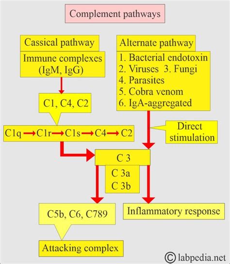 Complement C3 And C4 Acute Phase Protein