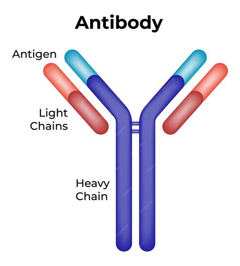 Premium Vector Antibody Science Vector Design Illustration