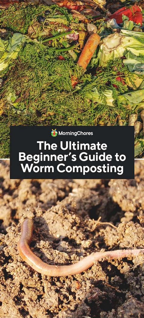 The Ultimate Guide To DIY Worm Composting For Beginners Worm